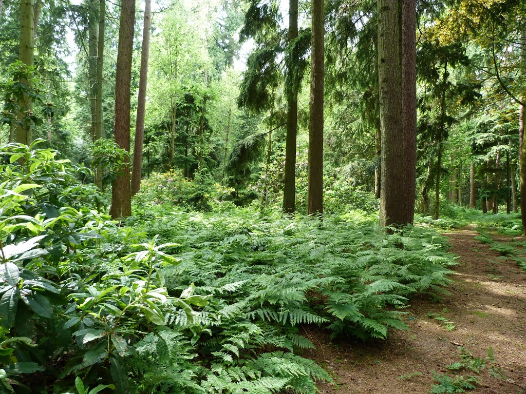 exTREEme adventure The Oldest Example of Continuous Cover Forestry in ...